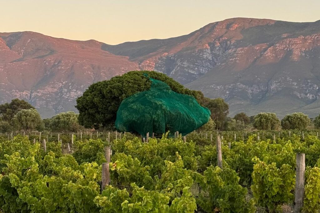 Springfontein Wine Estate – Organic wines of origin Springfontein Rim
